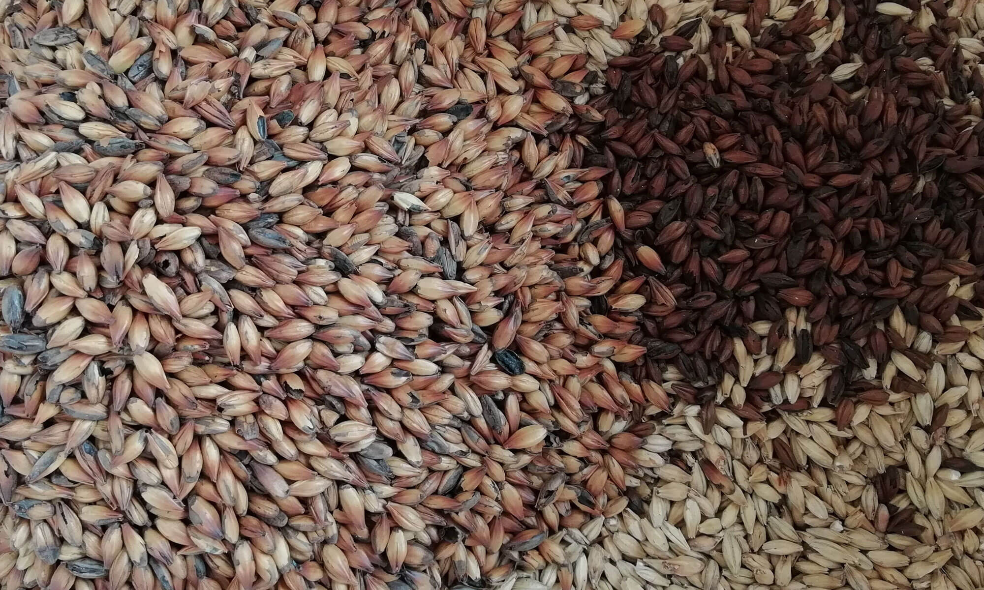 Bier brouwen: alles wat gaat over het brouwen van bier.